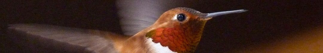 Birding - Nature Calgary